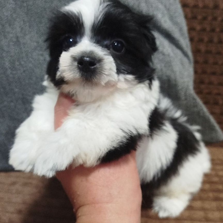 Мальтипу, щенок