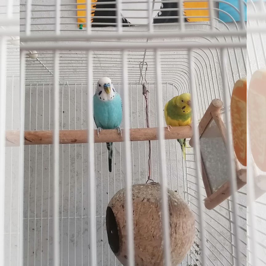 Волнистый попугай с клеткой
