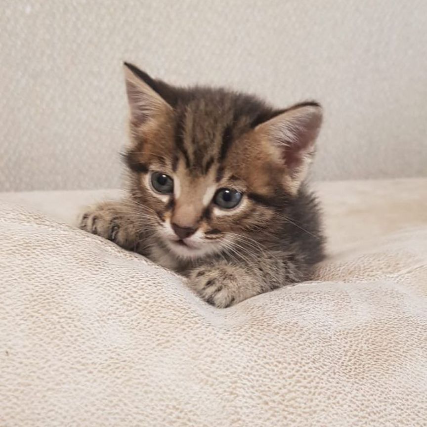 Котенок
