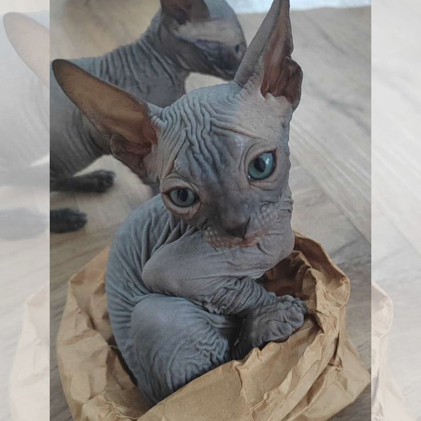 Котята сфинкс