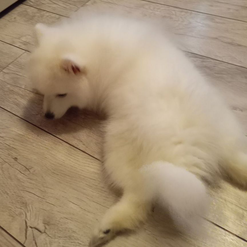 Японский шпиц, щенок