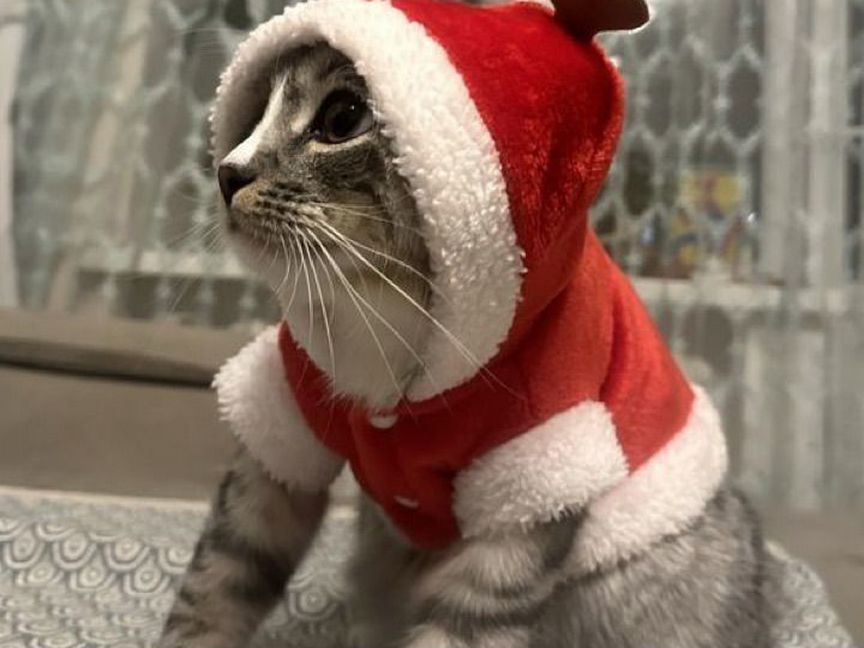 Кофта новогодняя для кота/собаки