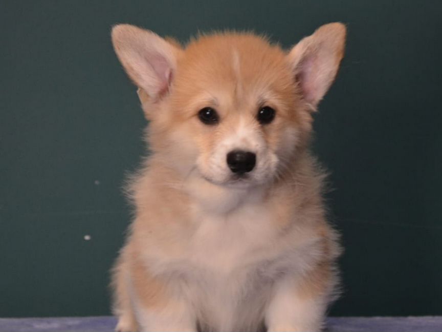 Малыши коржики