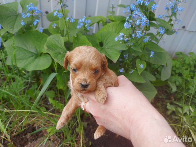 Мальтипу стандарт яркая девочка