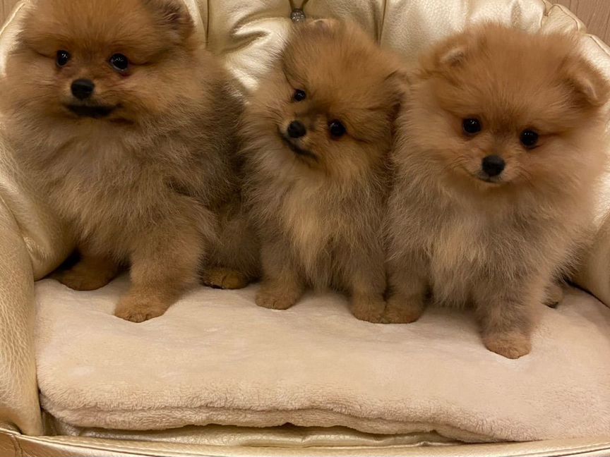 Шикарные шпице детки