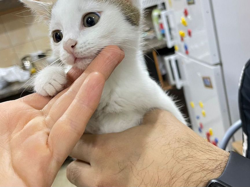 Котята в добрые руки даром