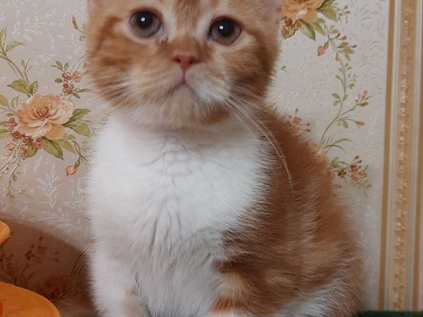 Шотландские котята фолд и страйт