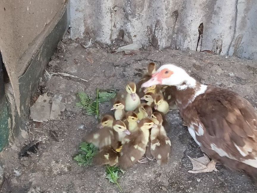 Индоутка мускусная утка с утятами