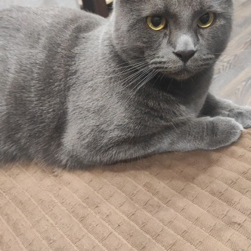 Кот смесь британец+майкун