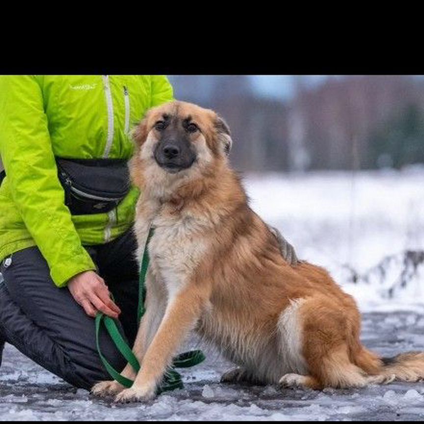 Обалденно прекрасная собака мечтает о доме
