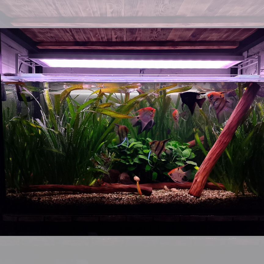 Валиснерия гигантская