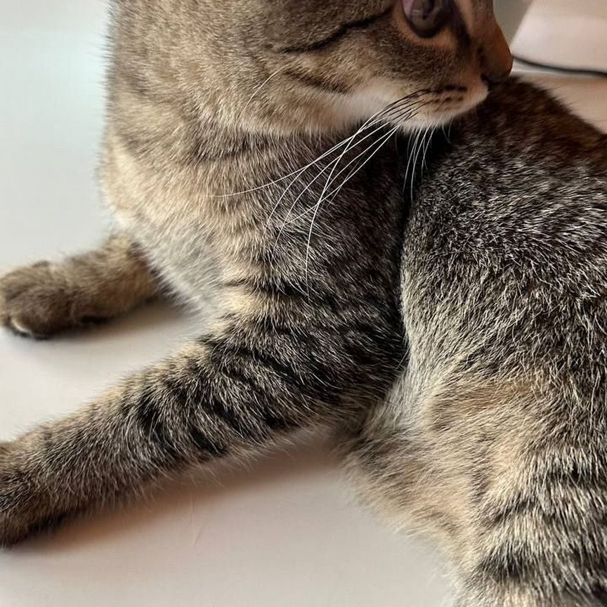 Котик в добрые руки