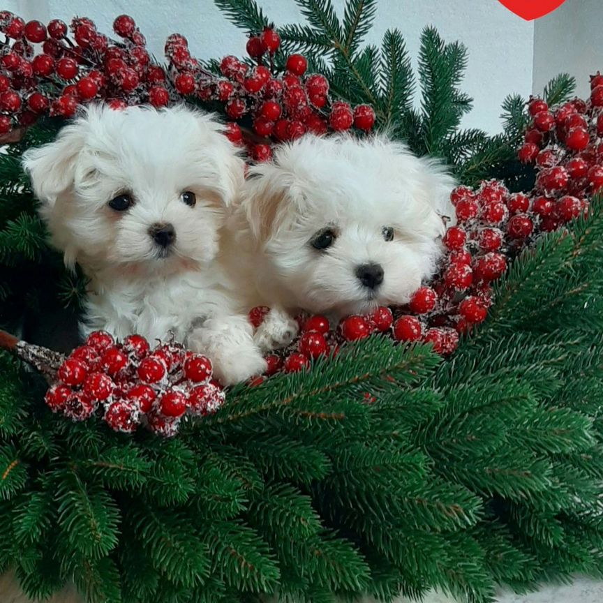 Мальтезе мини