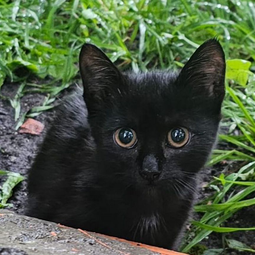 Котёнок бездомыш девочка