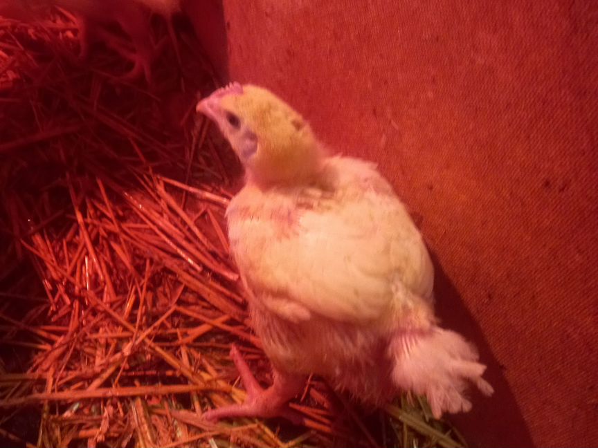 Цыплята бройлеры кобб 500