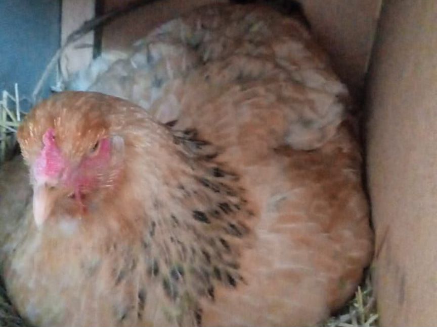 Продам клушку-браму с яйцами