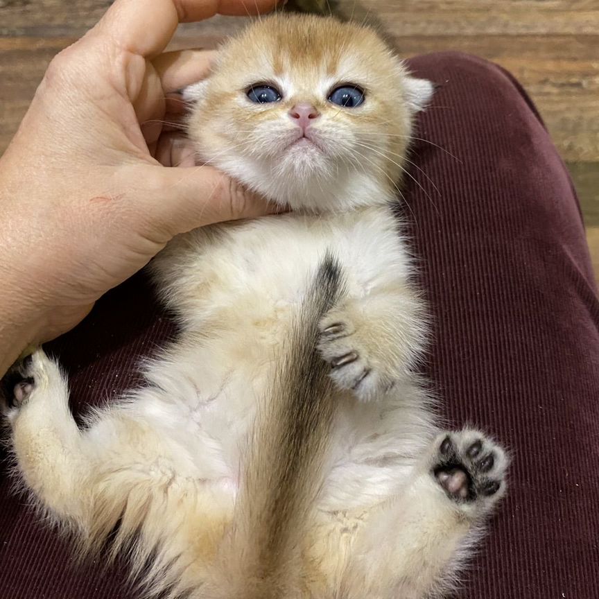 Скотиш фолд кошка 2мес в разведение