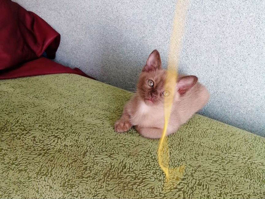 Бурманские котята шоколад