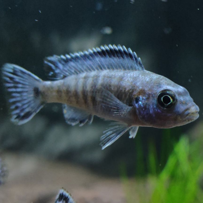 Малавийская цихлида