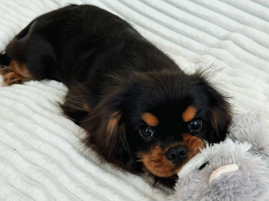 Кавалер кинг чарльз спаниель девочка красотулечка