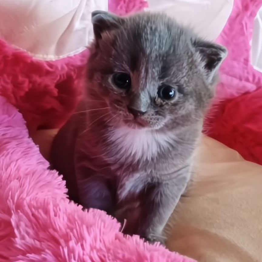 Британский короткошёрстный котёнок