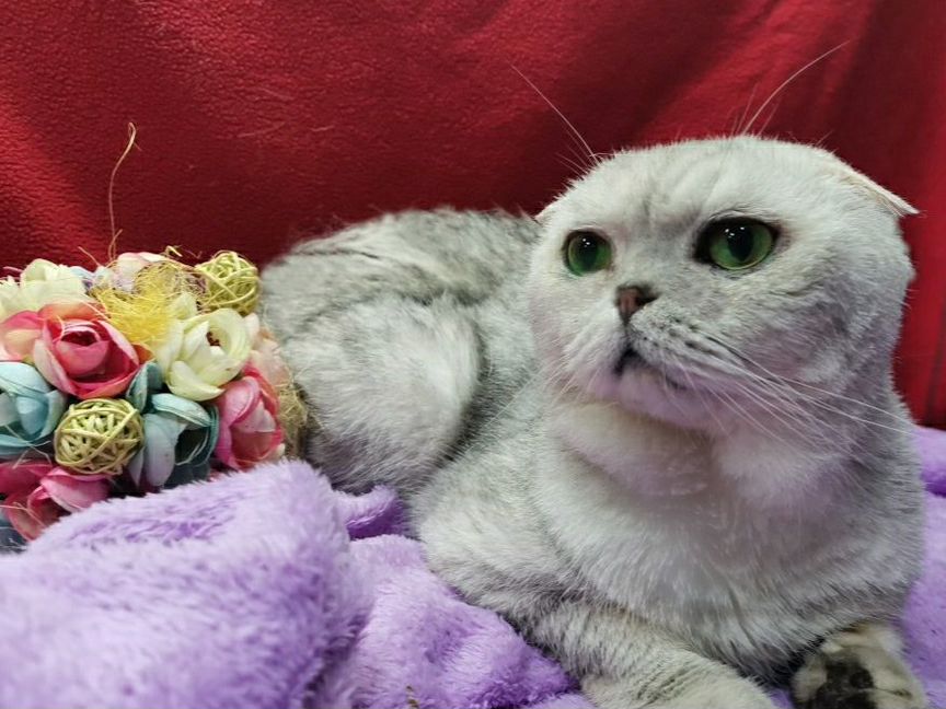 Продается племенной кот