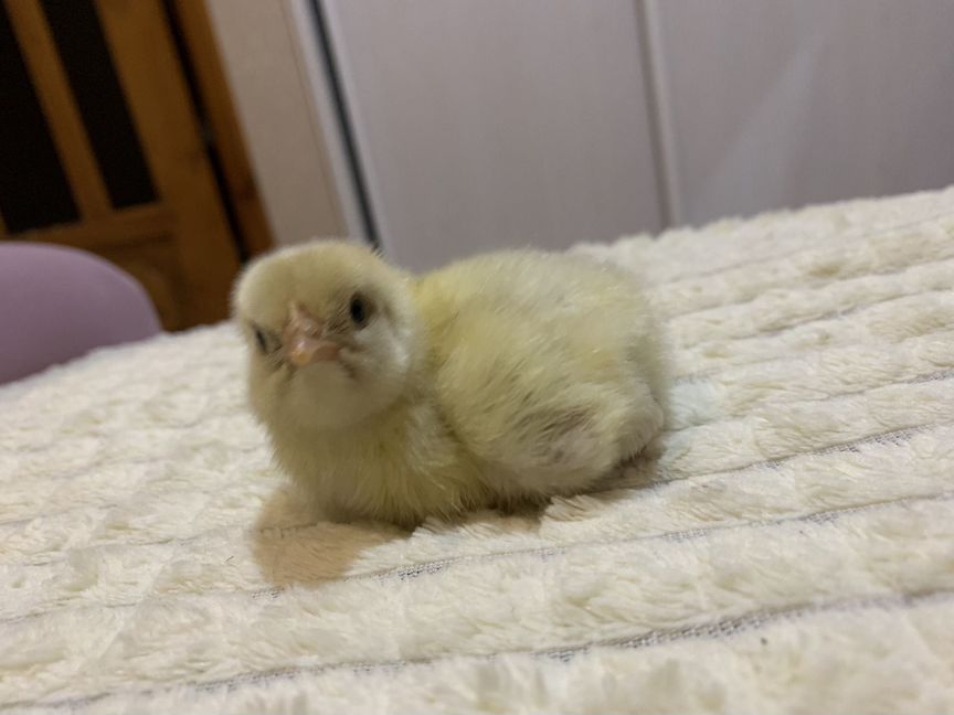 Клушка с цыплятами 5 штук