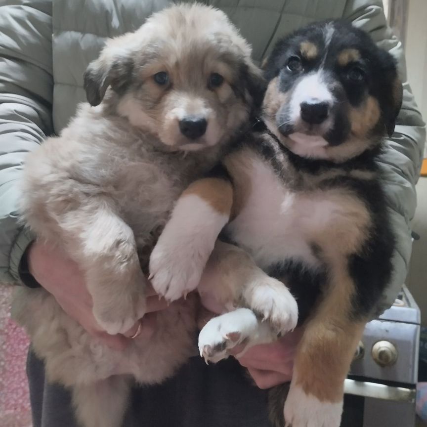 Кавказская овчарка, щенок