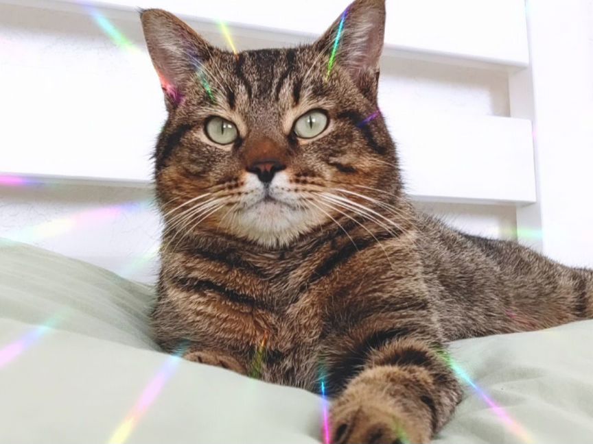 Невероятно обоятельный кот в добрые руки