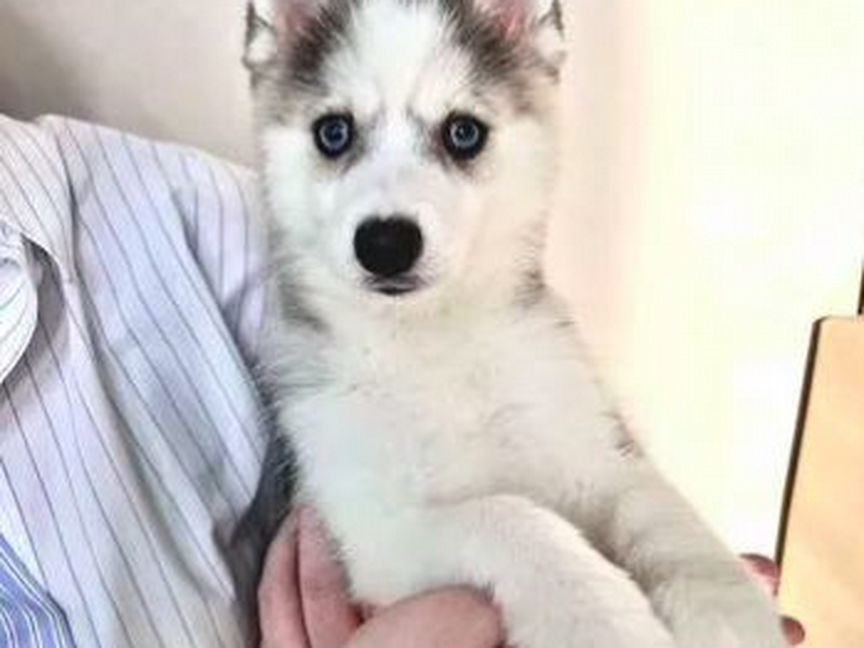 Помски мини хаски