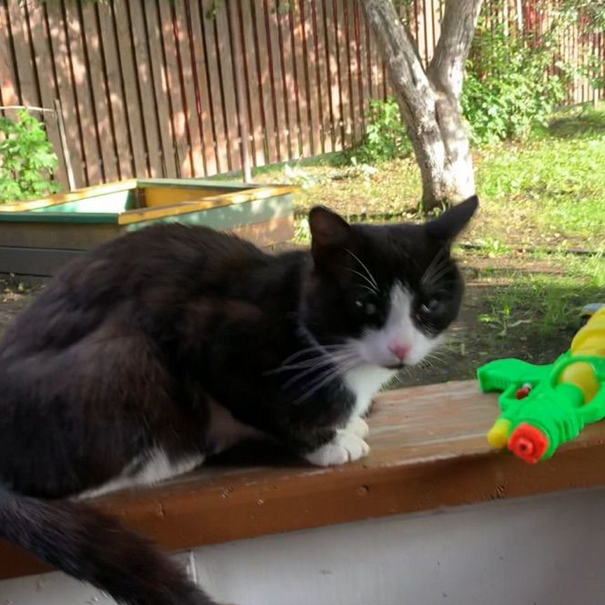 Котик ищет дом