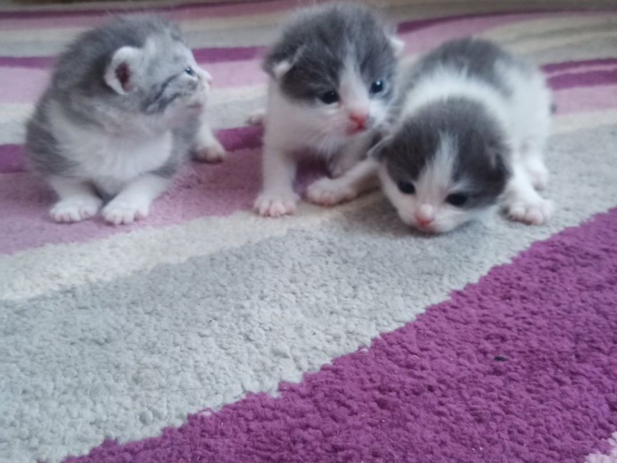Кошка