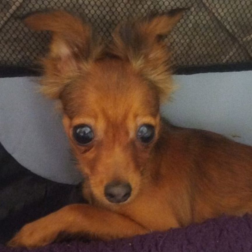 Русский той-терьер, щенок