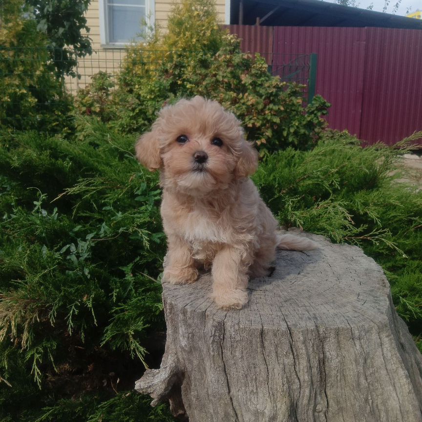 Мальтипу f1 девочка