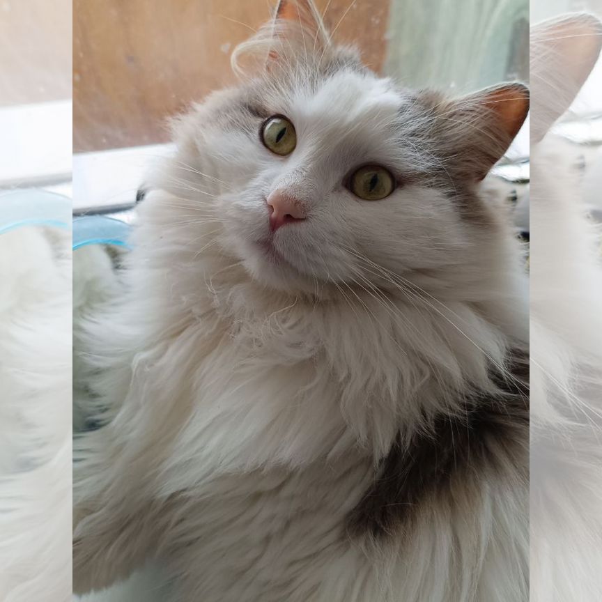 Взрослый кот в добрые руки