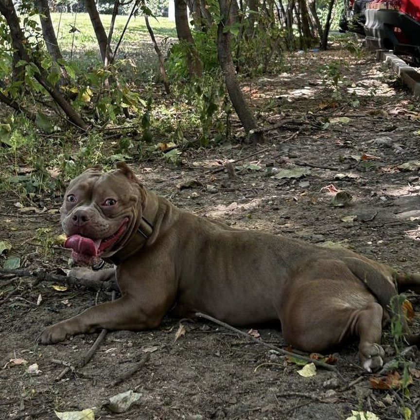 Американский булли вязка