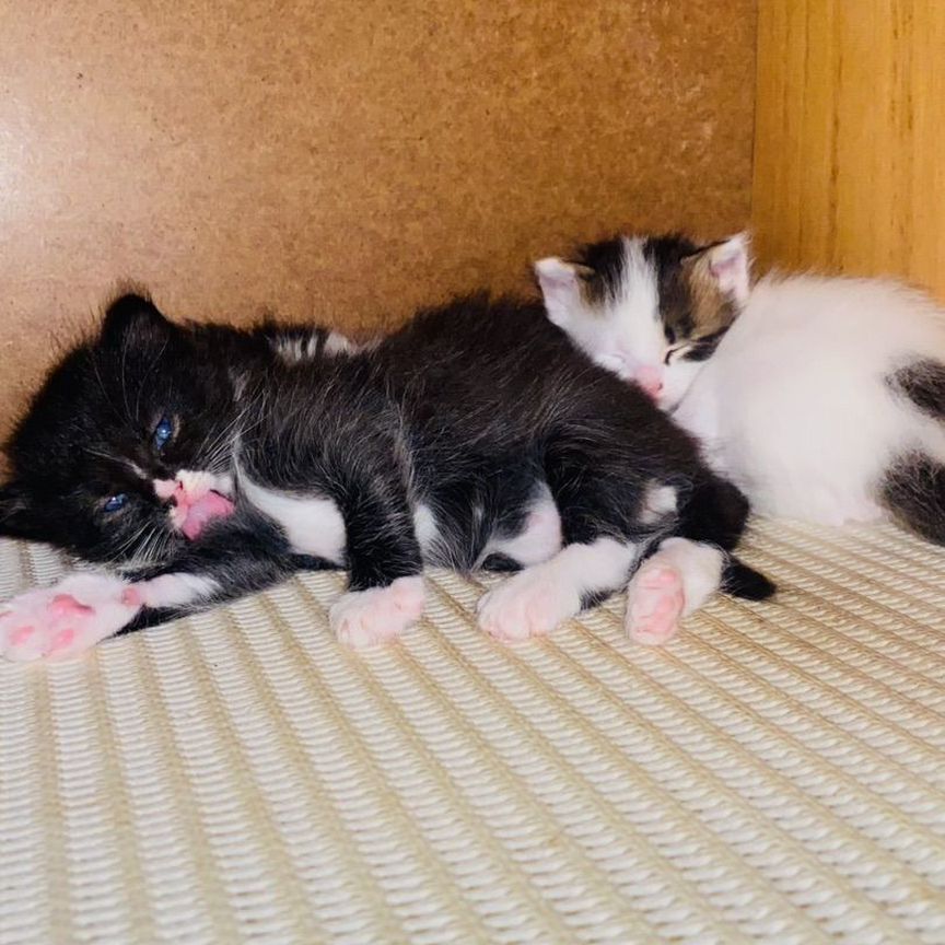 Отдам котят в добрые руки
