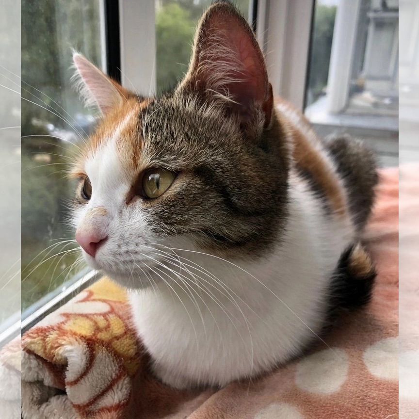 Кошка Злата ищет хозяина. Отдадим в хорошие руки