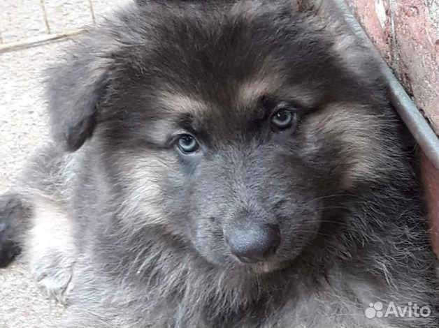 Немецкая овчарка длинношерстная голубой окрас