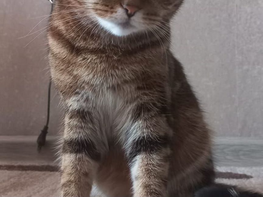 Шотландская вислоухая кошка