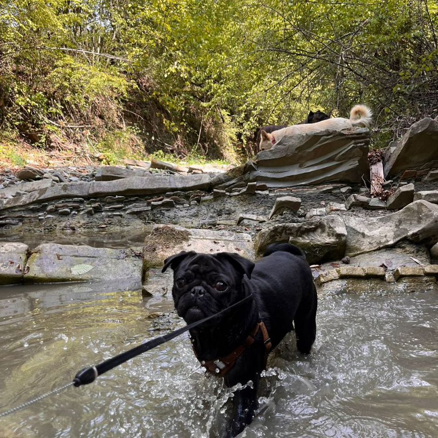 Мопсик вязка
