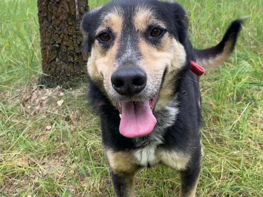 Собака в добрые руки