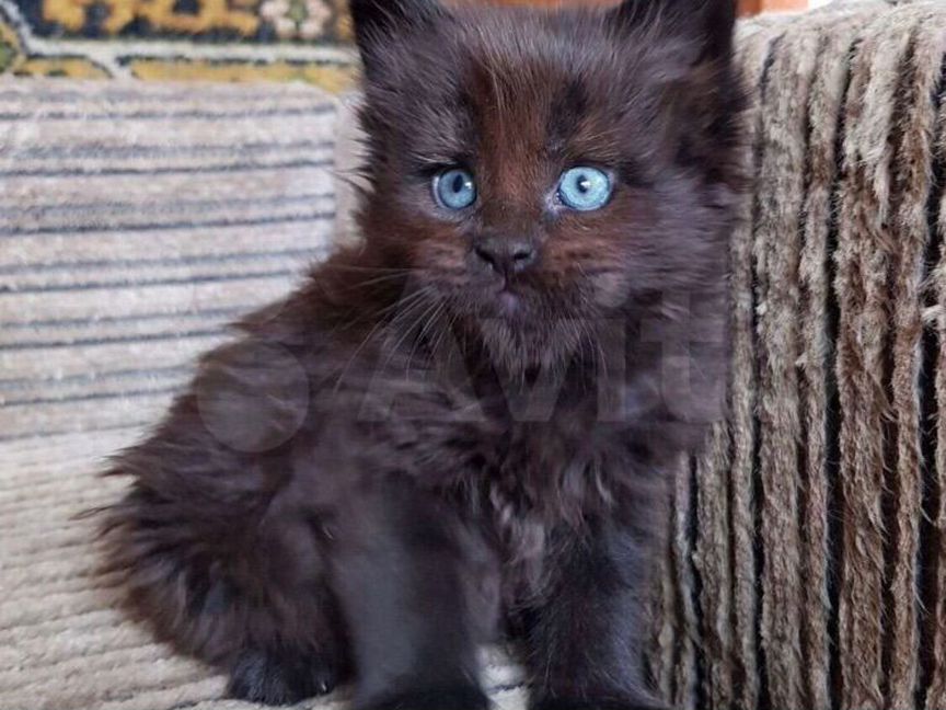 Котятки