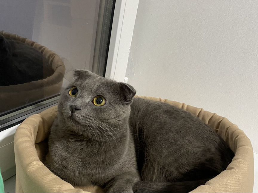 Кот