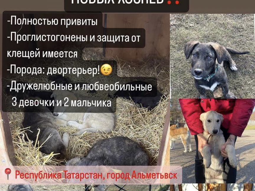 Собаки в добрые руки
