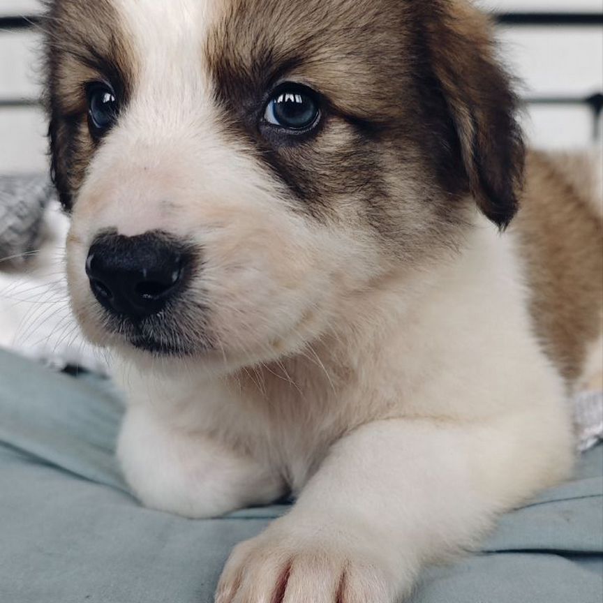 Удача и счастье в ваш дом