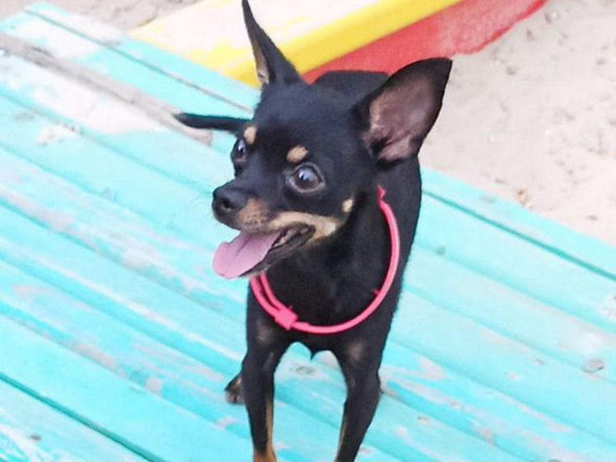 Вязка Модератор,собачек не продаю