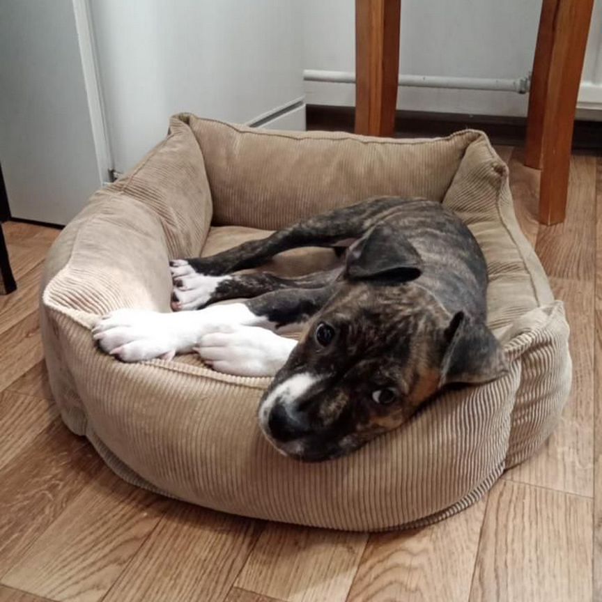 Яра стаффорт