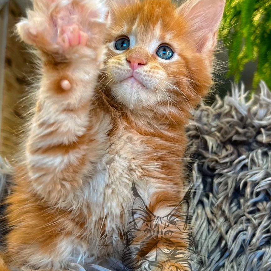 Котята мейн-кун