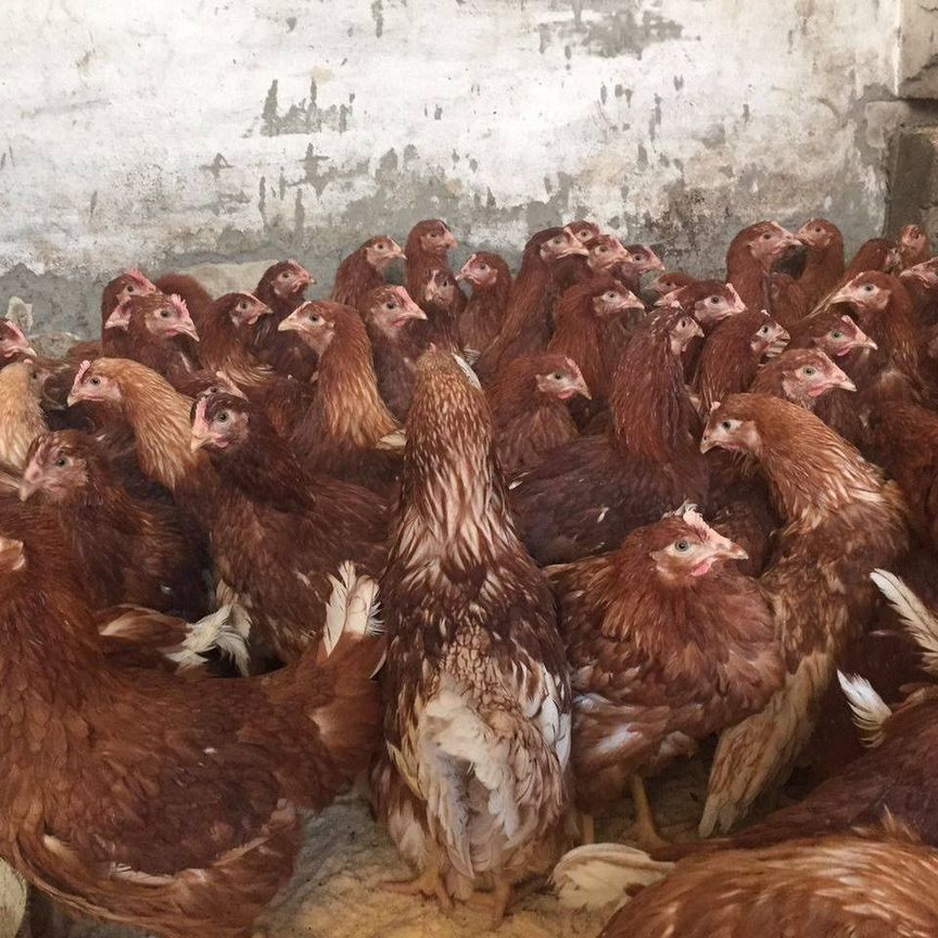 Куры несушки родонит